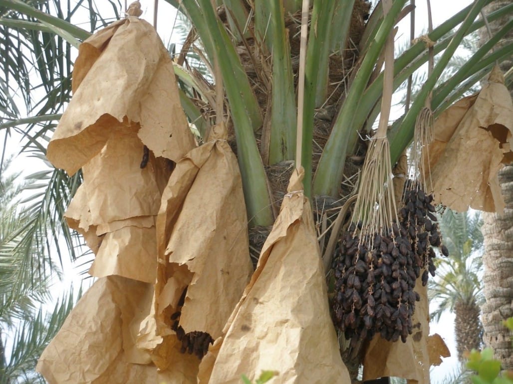 Shields Date Garden: Prolific Palm Trees Yield Sweet Products - Food GPS