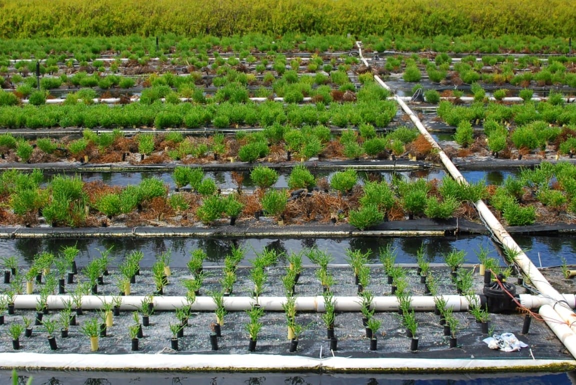 Marine AgriFuture: Harvesting Sea Vegetables on North Shore